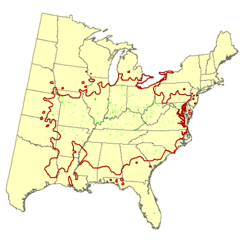 Buy Pawpaw Trees - Specialized Mail-Order Fruit Tree Nursery