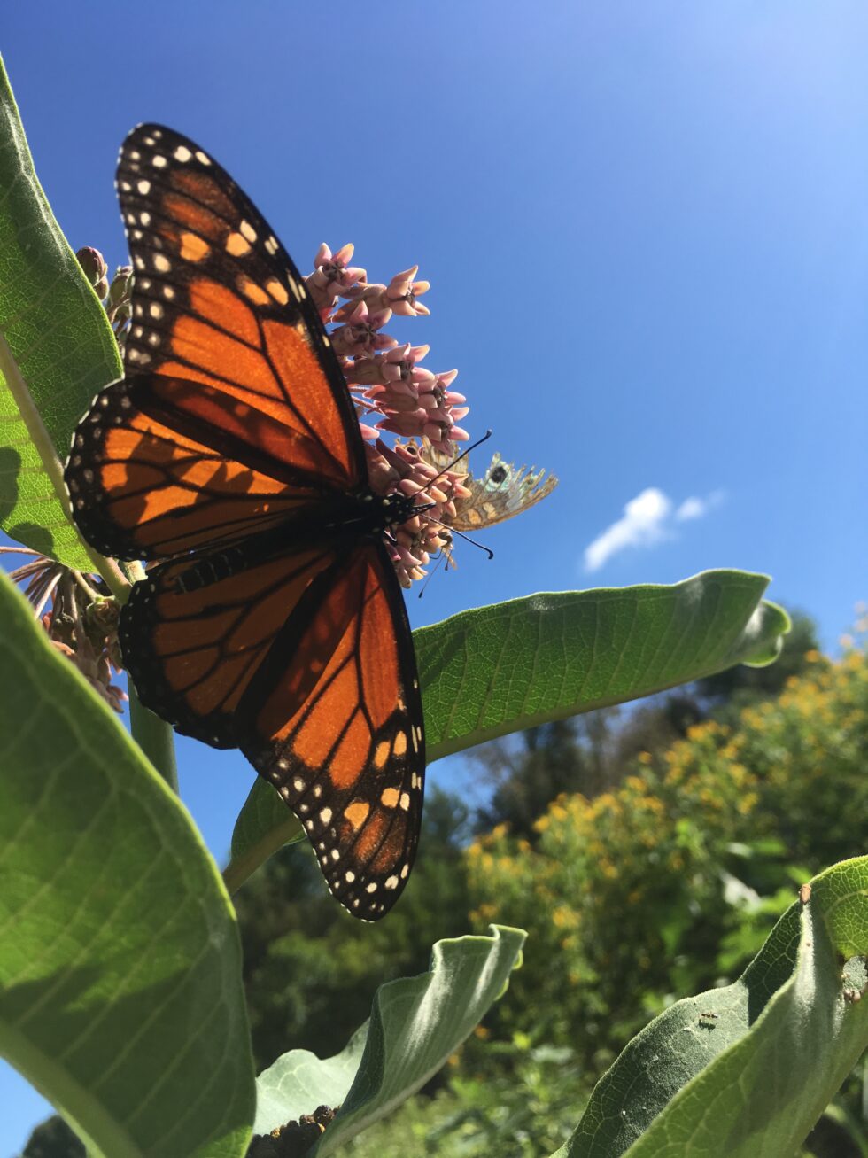 Beautiful Beginnings Nursery- Pawpaws, Persimmons & Mulberries ...