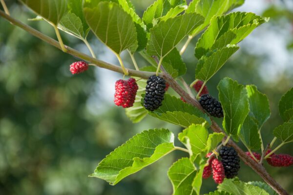 Silk Hope Mulberry - Specialized Mail-Order Fruit Tree Nursery