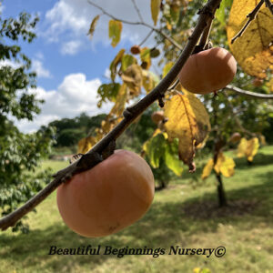 James Claypool Archives - Specialized Mail-Order Fruit Tree Nursery