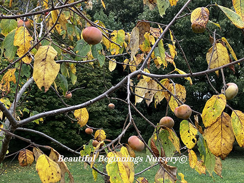 Rosseyanka Hybrid Persimmon - Specialized Mail-Order Fruit Tree Nursery