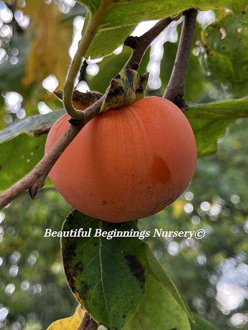 Rosseyanka Hybrid Persimmon - Specialized Mail-Order Fruit Tree Nursery